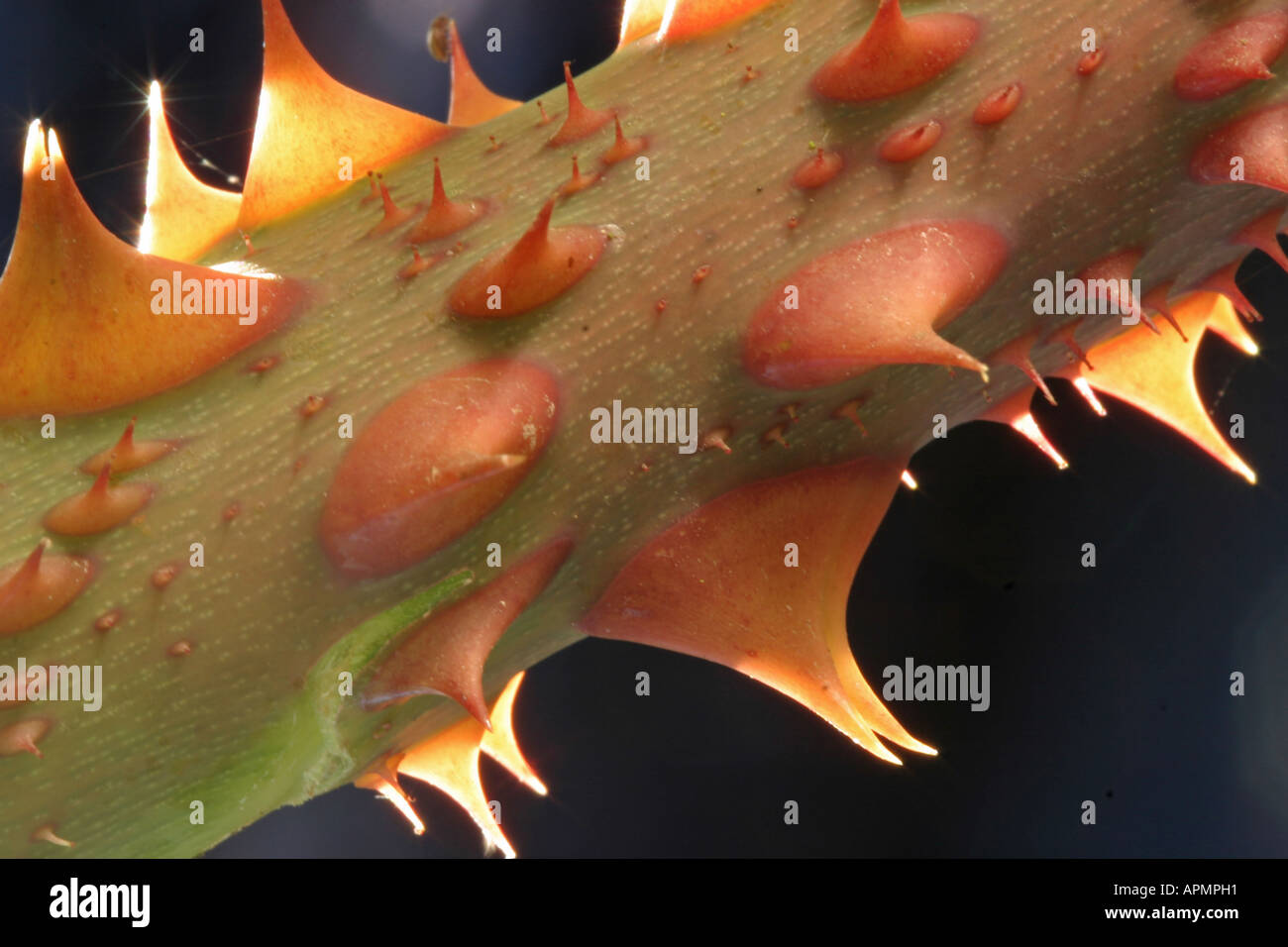 Diagonal thorns hi-res stock photography and images - Alamy