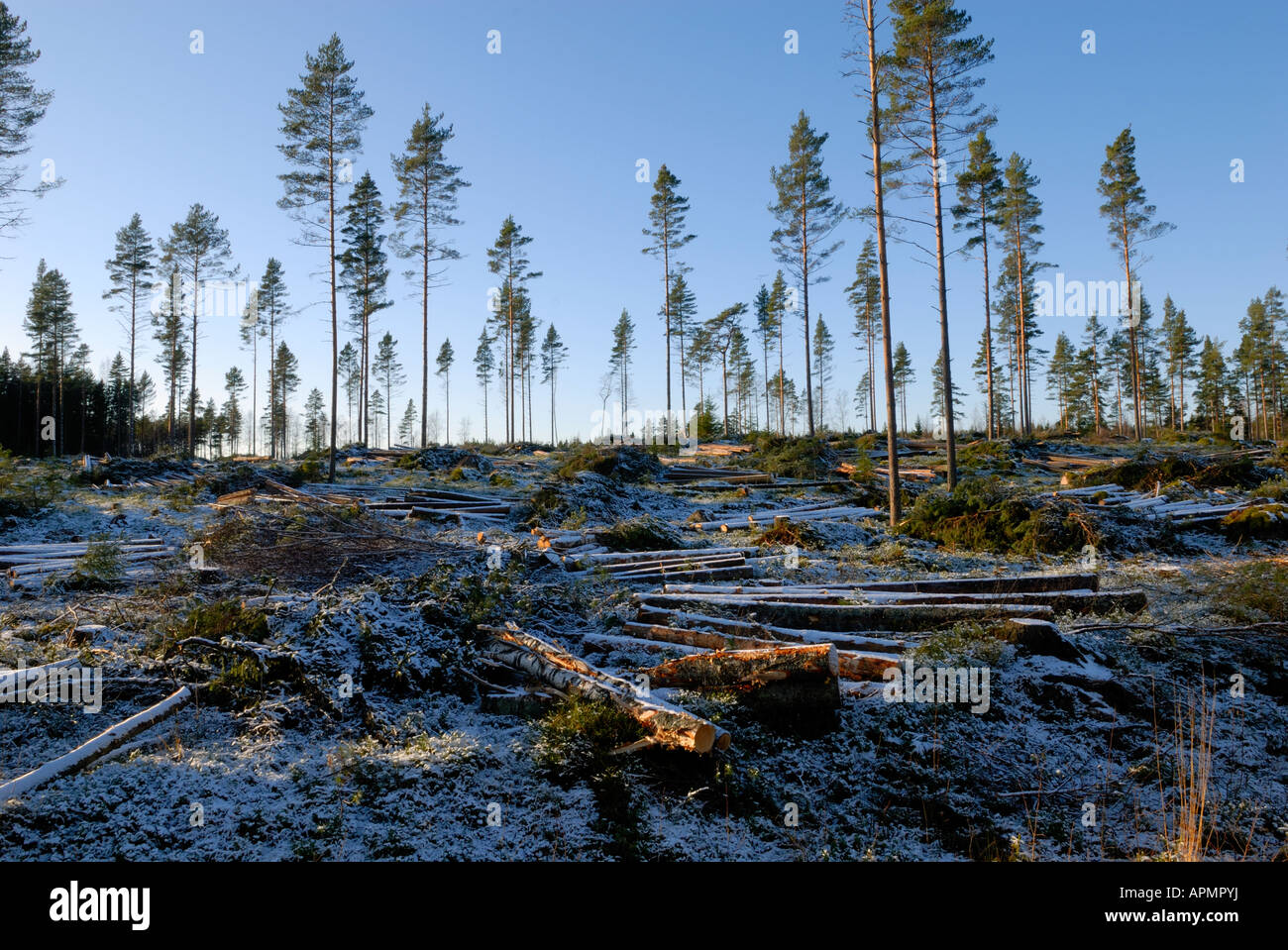 The modern forestry in the pine tree, Pinus sylvestris, forest. Porvoo ...