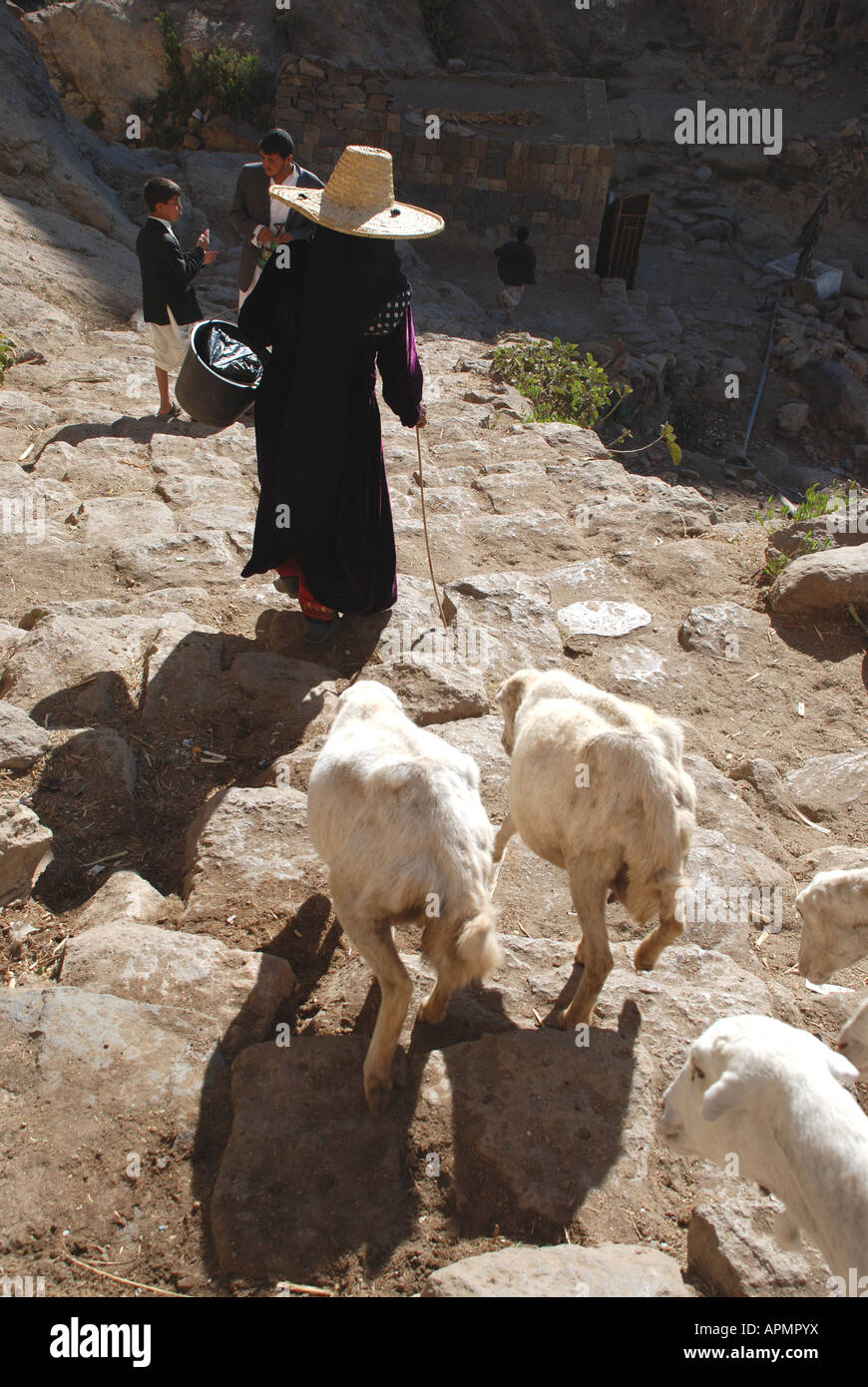 Woman shepherd with sheep walking in a mountain village, Yemen Stock ...