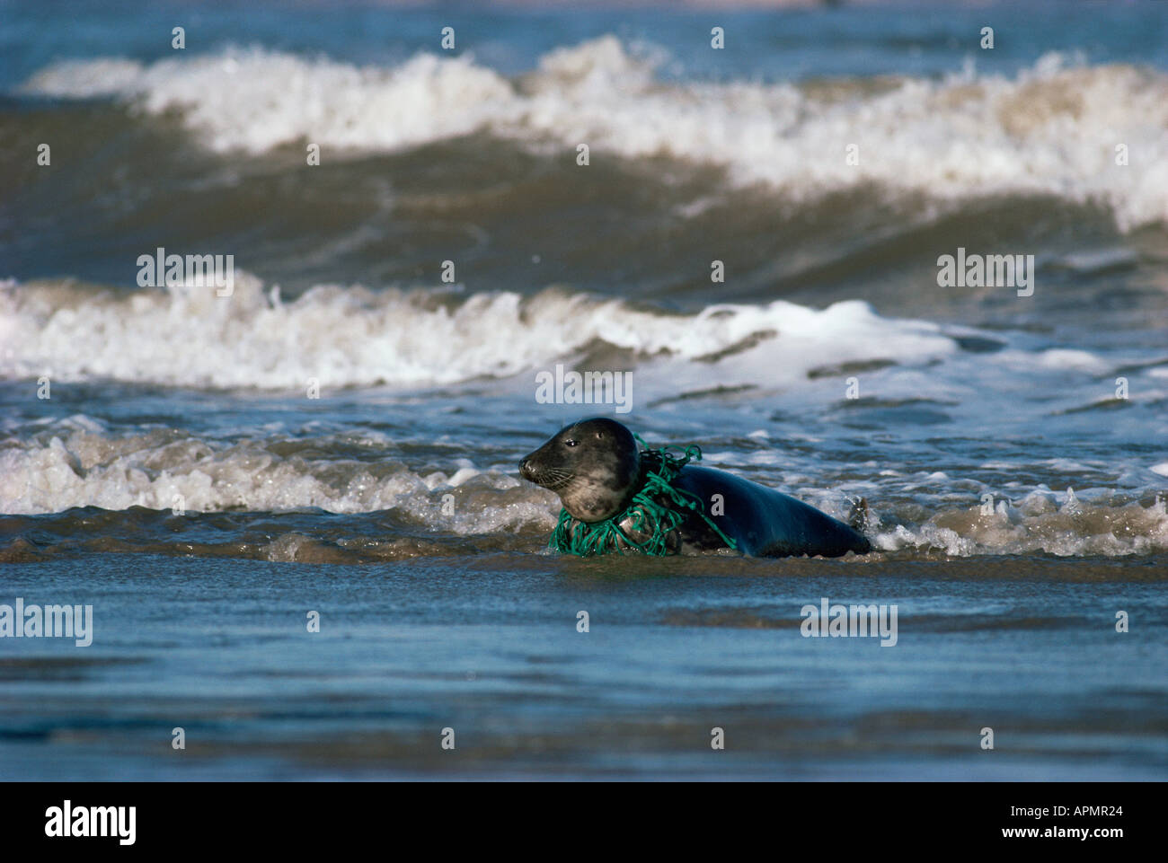 Seal caught in fishing net hi-res stock photography and images - Alamy