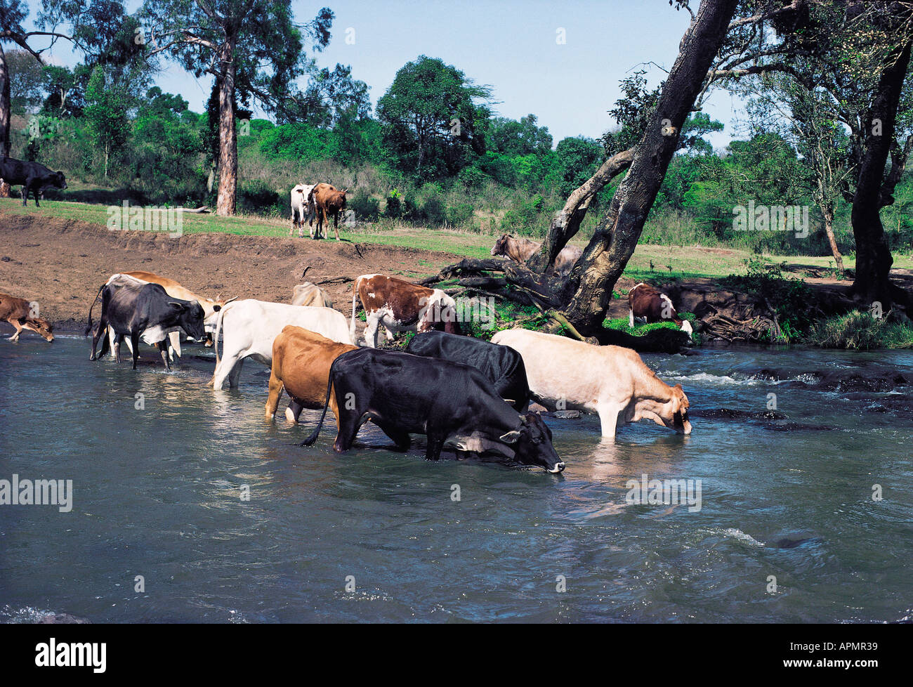 Cattle scene kenya hi-res stock photography and images - Alamy