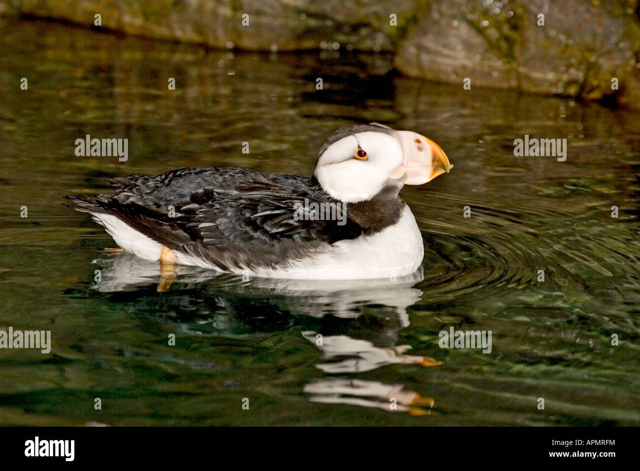 Flying horned puffin hi-res stock photography and images - Alamy