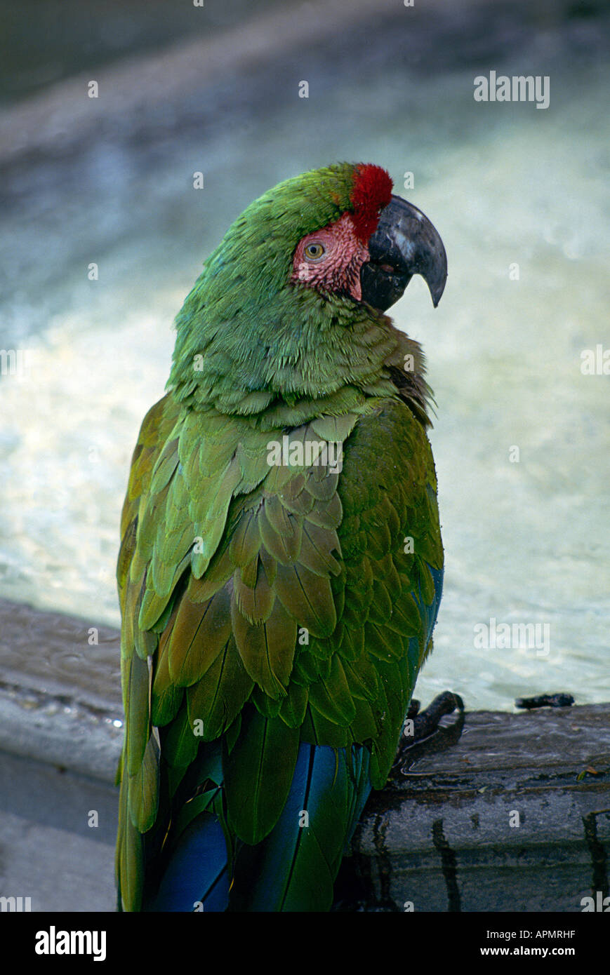 A Mexican Macaw perches on a wall displaying its coloured plumage and ...