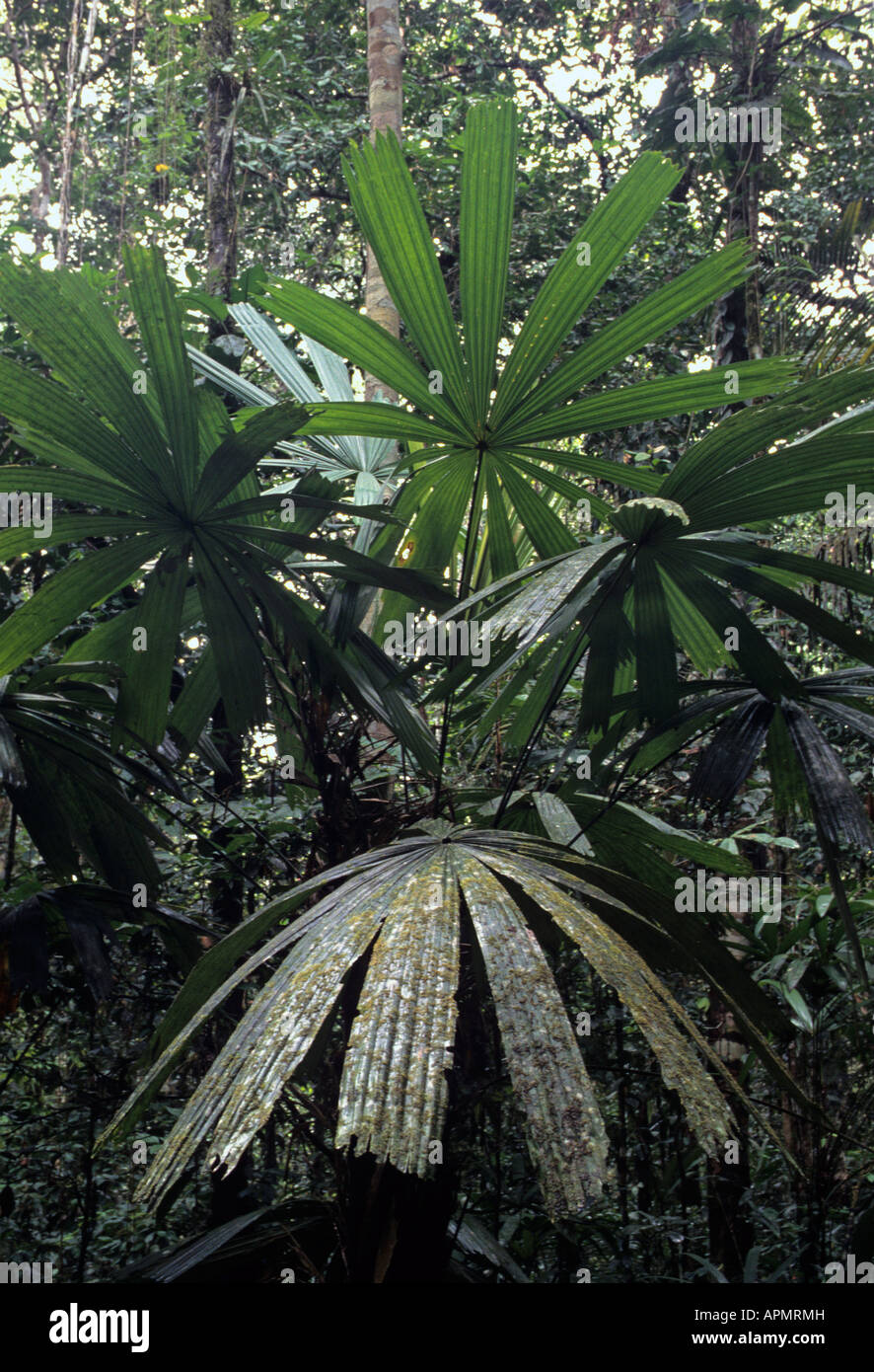 Palm leaf detail Amazon rainforest Stock Photo - Alamy