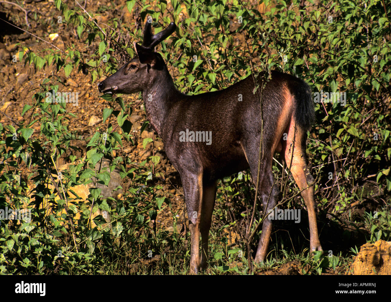 Sambar deer, Cervus unicolor, male. Poring Hot Springs, Mt Kinabalu ...