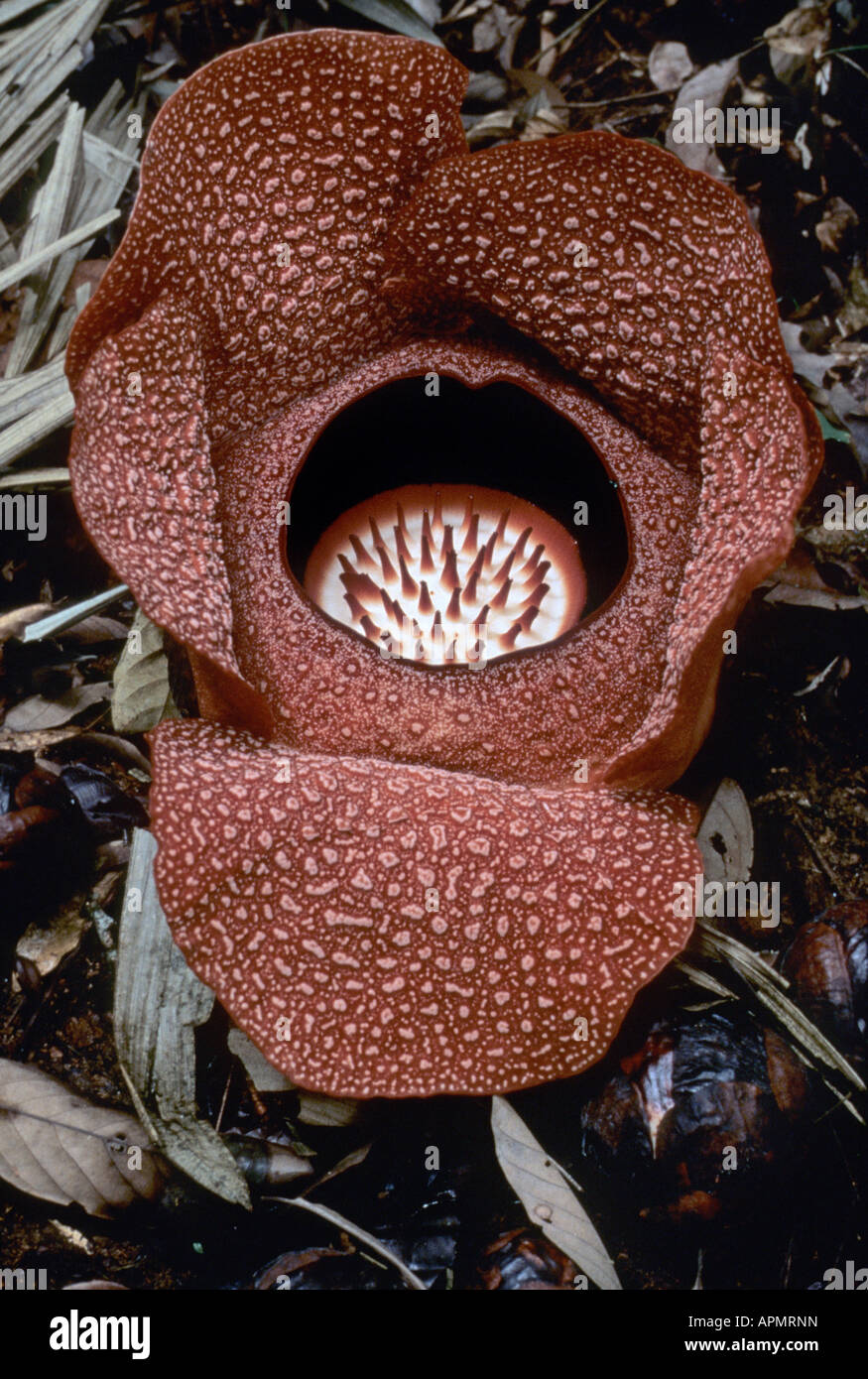 World's largest flower, Rafflesia keithii. Kinabalu Park Sabah Malaysia ...