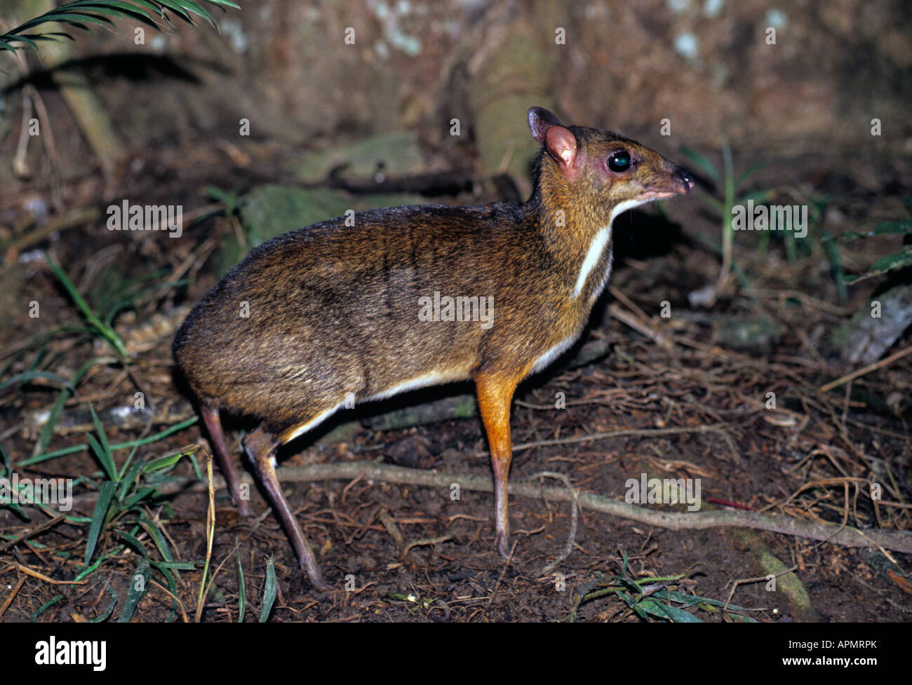 Tragulus Javanicus High Resolution Stock Photography and Images - Alamy