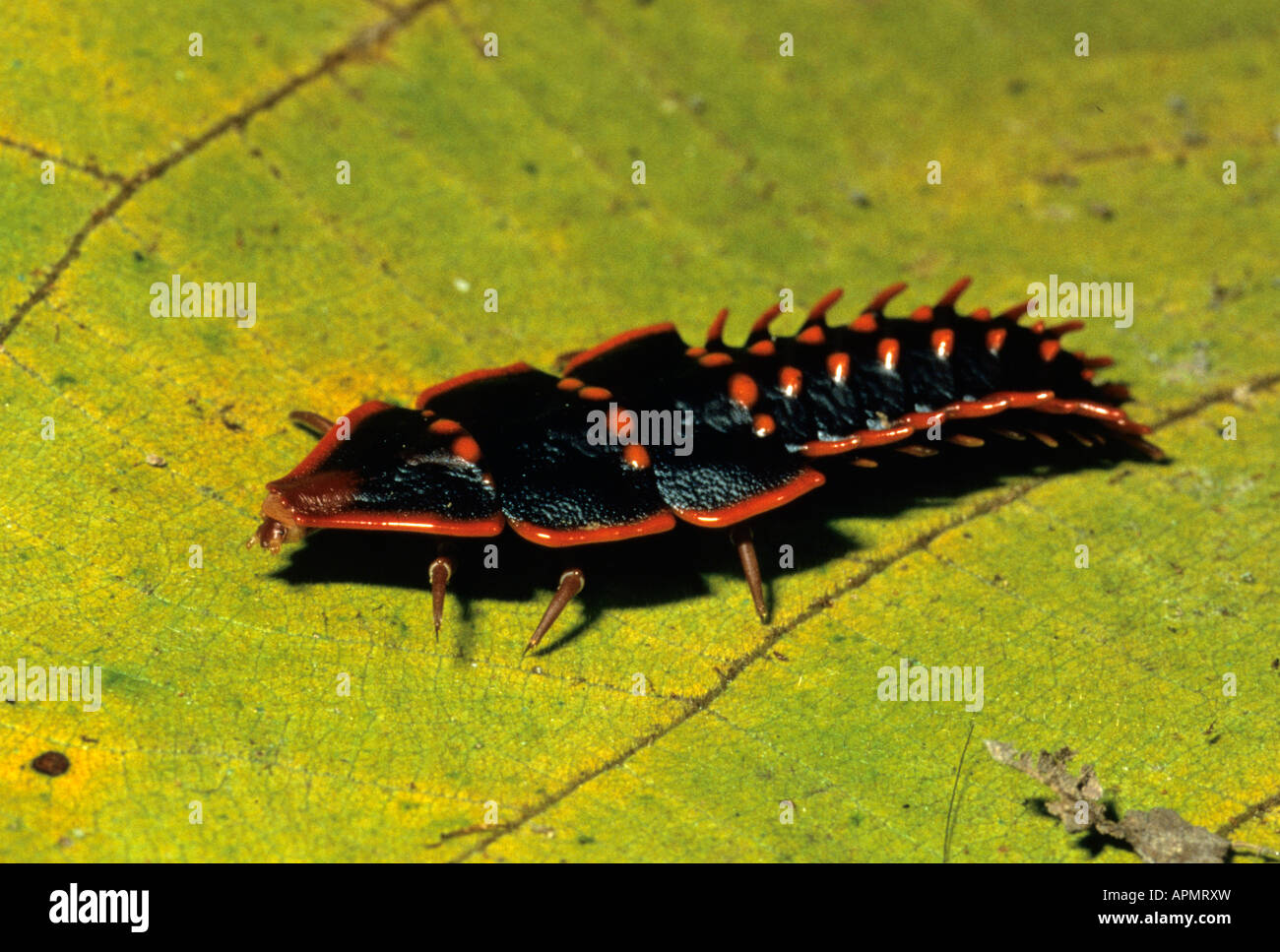 Trilobite beetle larva Duliticola sp Kinabalu Park Sabah Malaysia ...