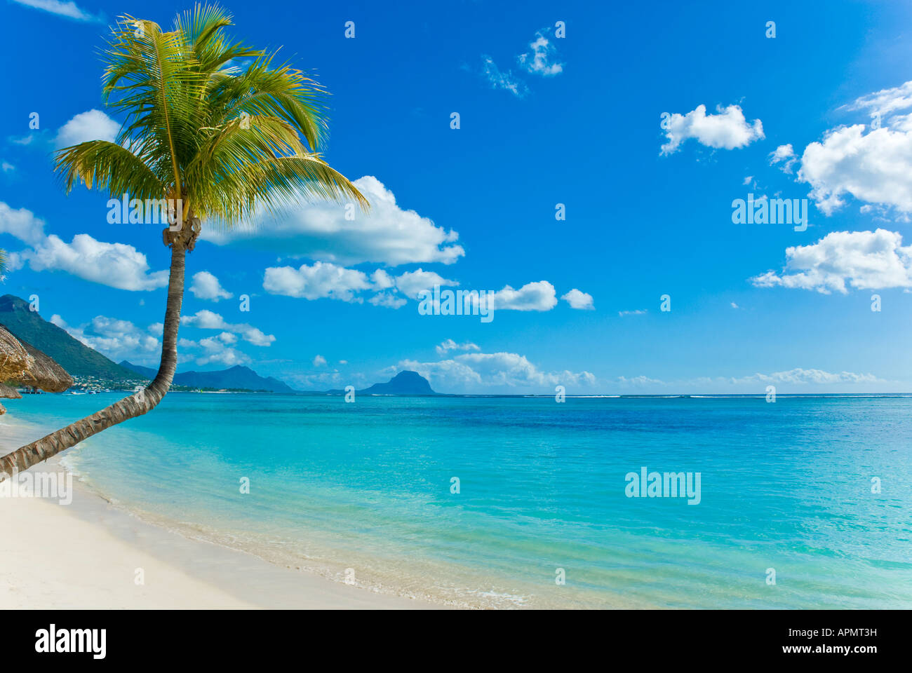 Beach of Mauritius with palm, Strand von Mauritius mit Palme Stock ...