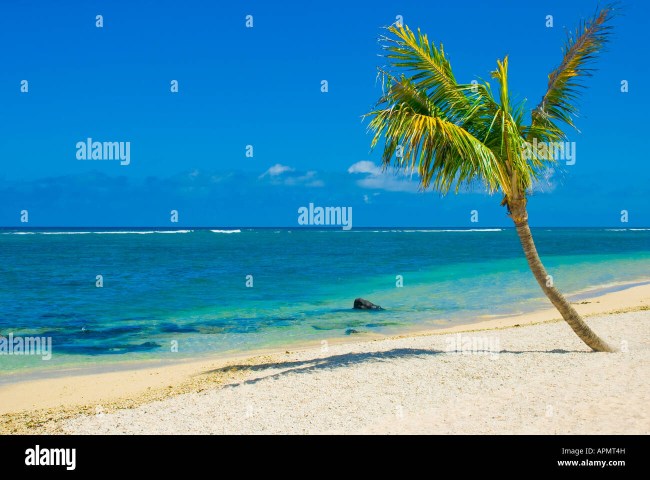 Beach of Mauritius with palm, Strand von Mauritius mit Palme Stock ...