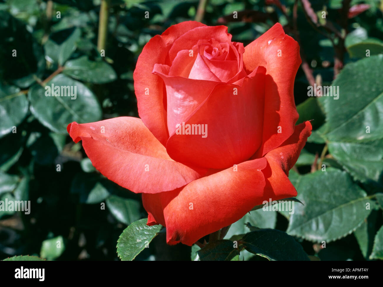 Rosa bright orange red with silver sheen self assure Stock Photo - Alamy