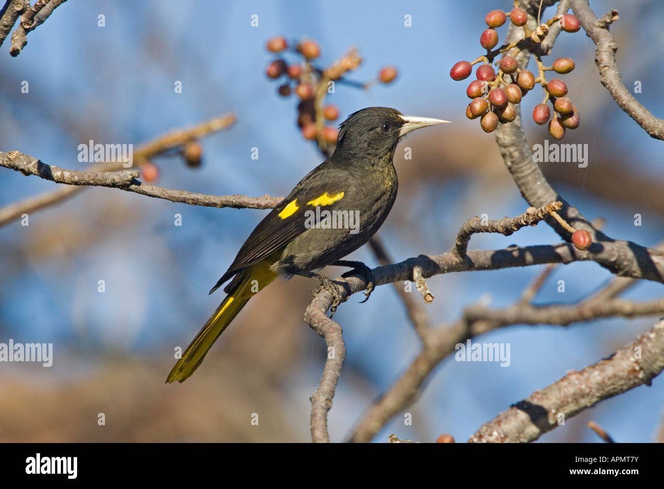 Yellow-winged Cacique Cacicus melanicterus Sayulita Nayarit Mexico 17 ...
