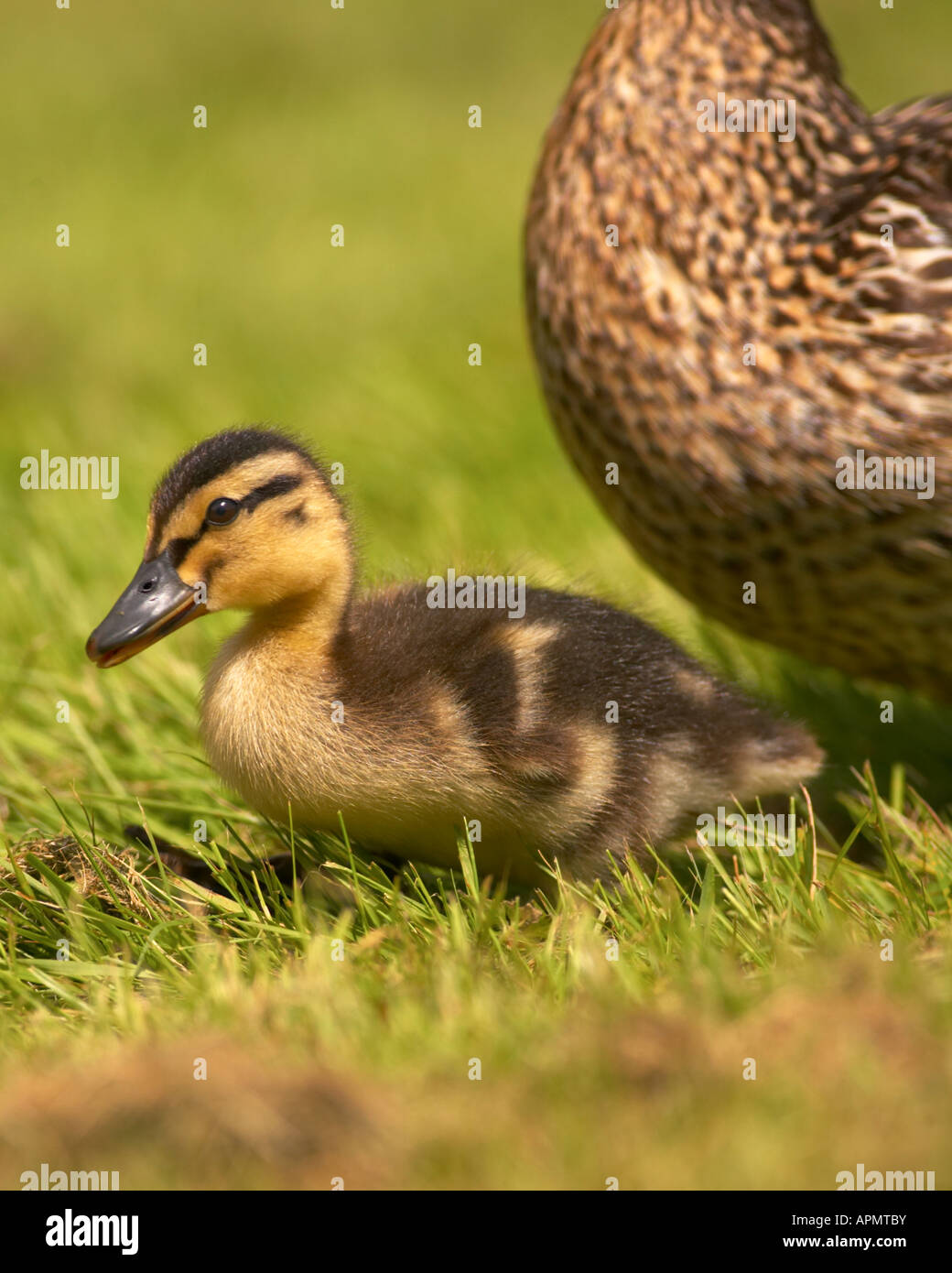 Female with chick hi-res stock photography and images - Alamy