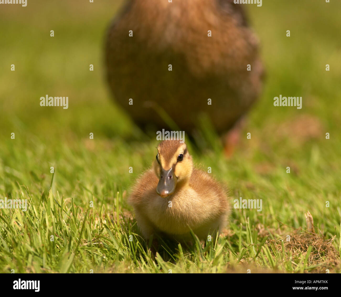 Mother duck with chick Stock Photo - Alamy