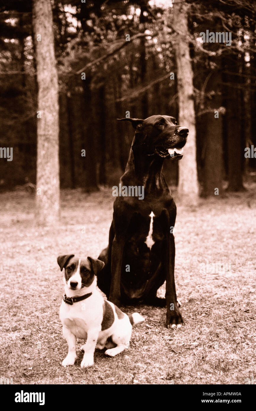 Small Dog And Large Dog High Resolution Stock Photography and Images ...