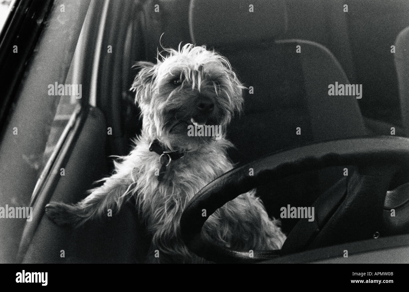 Dog behind steering wheel Stock Photo - Alamy