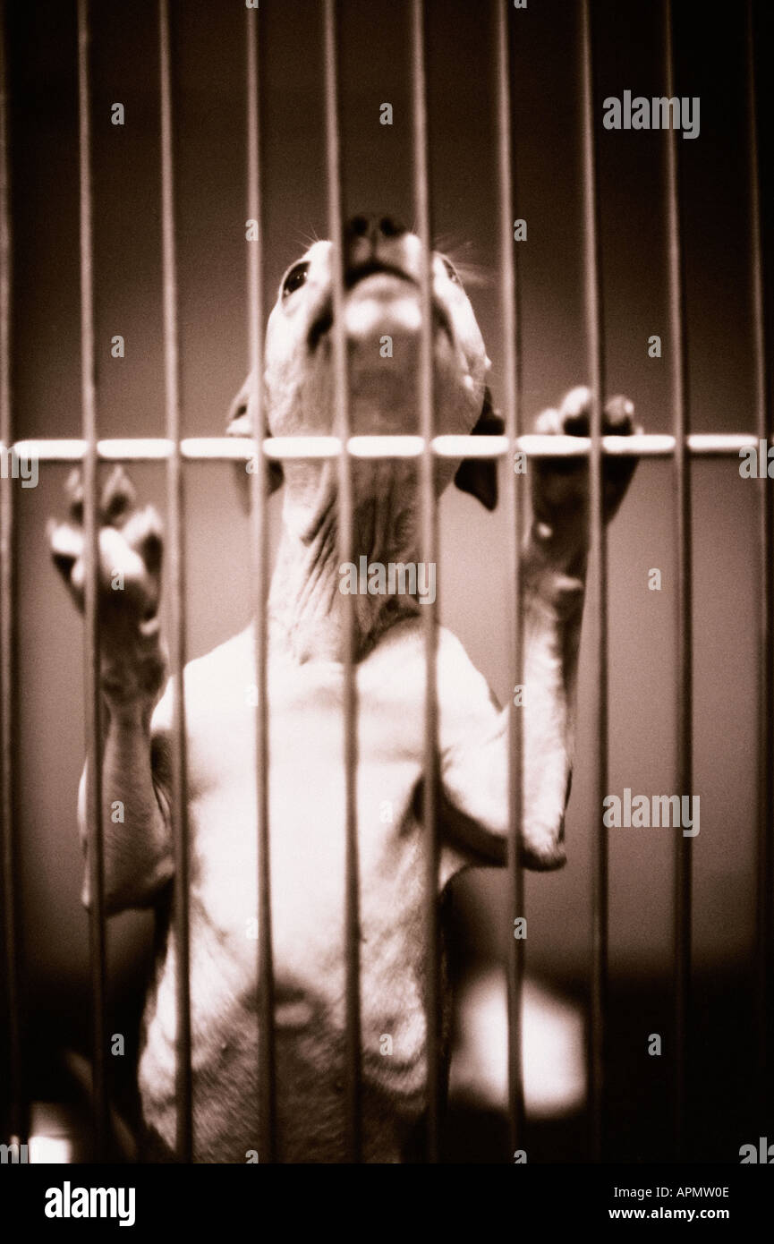 Dog cage shadow hi-res stock photography and images - Alamy
