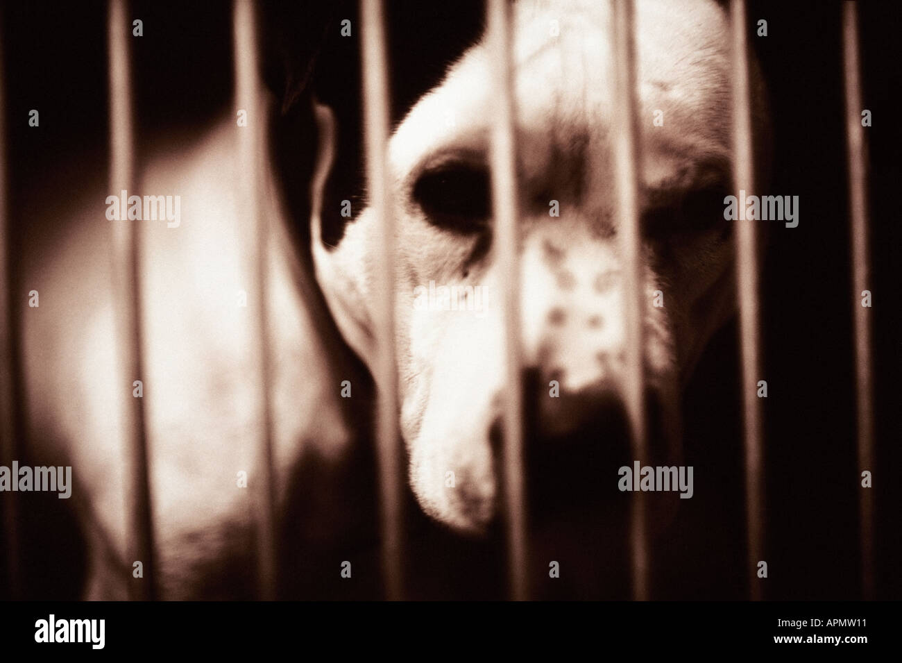 Dog cage shadow hi-res stock photography and images - Alamy