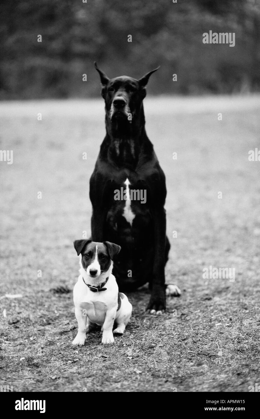 Looking large Black and White Stock Photos & Images - Alamy