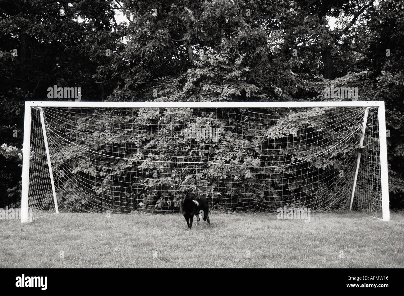 Dog standing in goal Stock Photo - Alamy