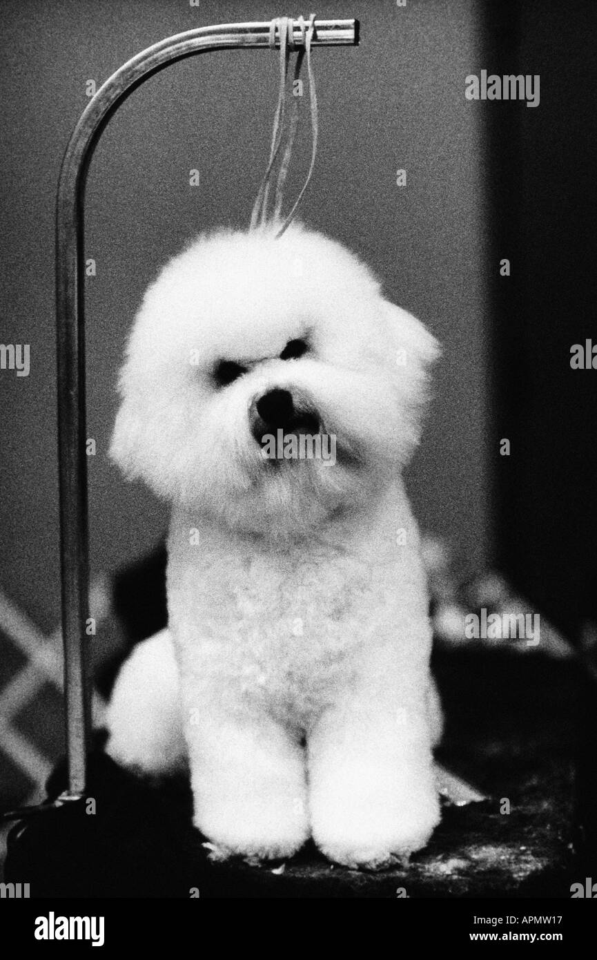Pretty poodle Black and White Stock Photos & Images - Alamy