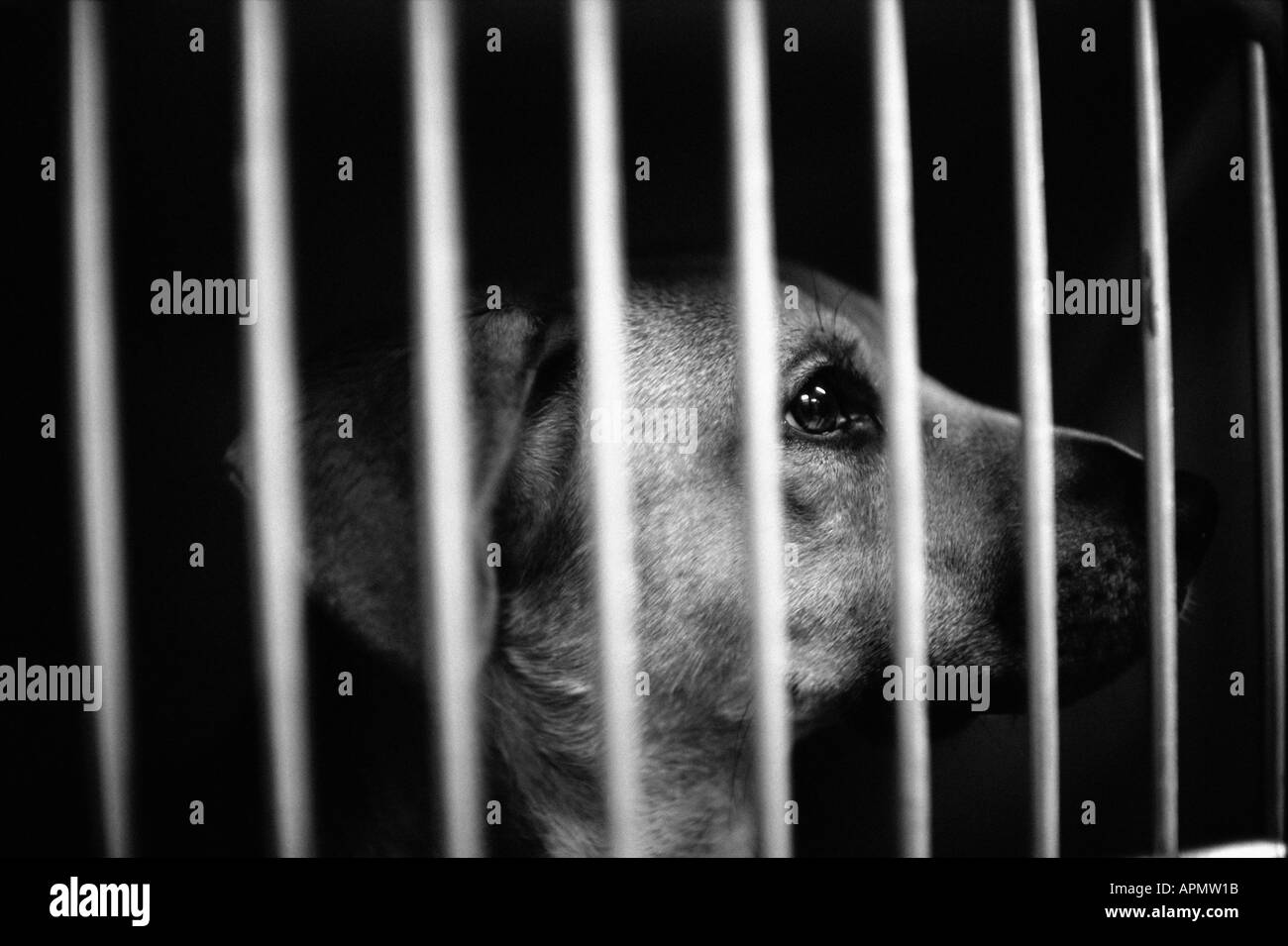 Dog cage shadow hi-res stock photography and images - Alamy