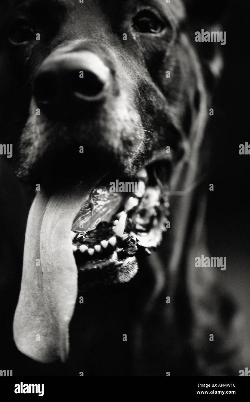 Dog with long tongue Stock Photo - Alamy