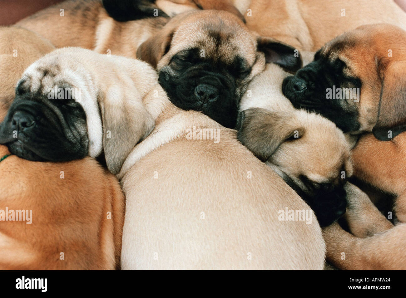 Resting puppies hi-res stock photography and images - Alamy
