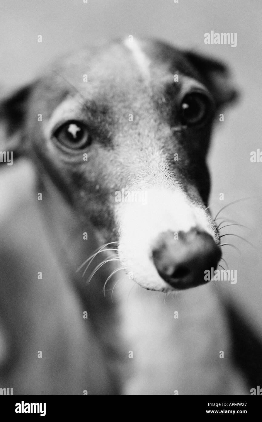 Hound point to point Black and White Stock Photos & Images - Alamy