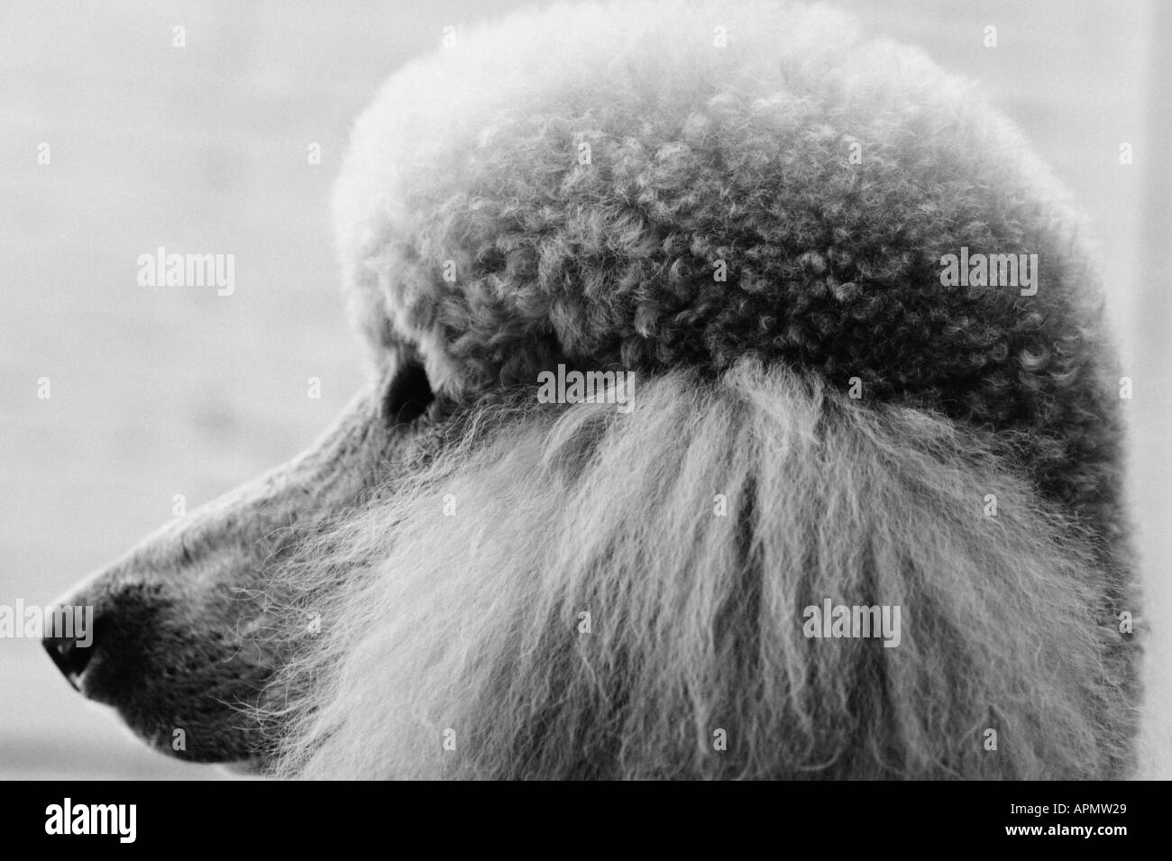 Profile outdoors Black and White Stock Photos & Images - Alamy