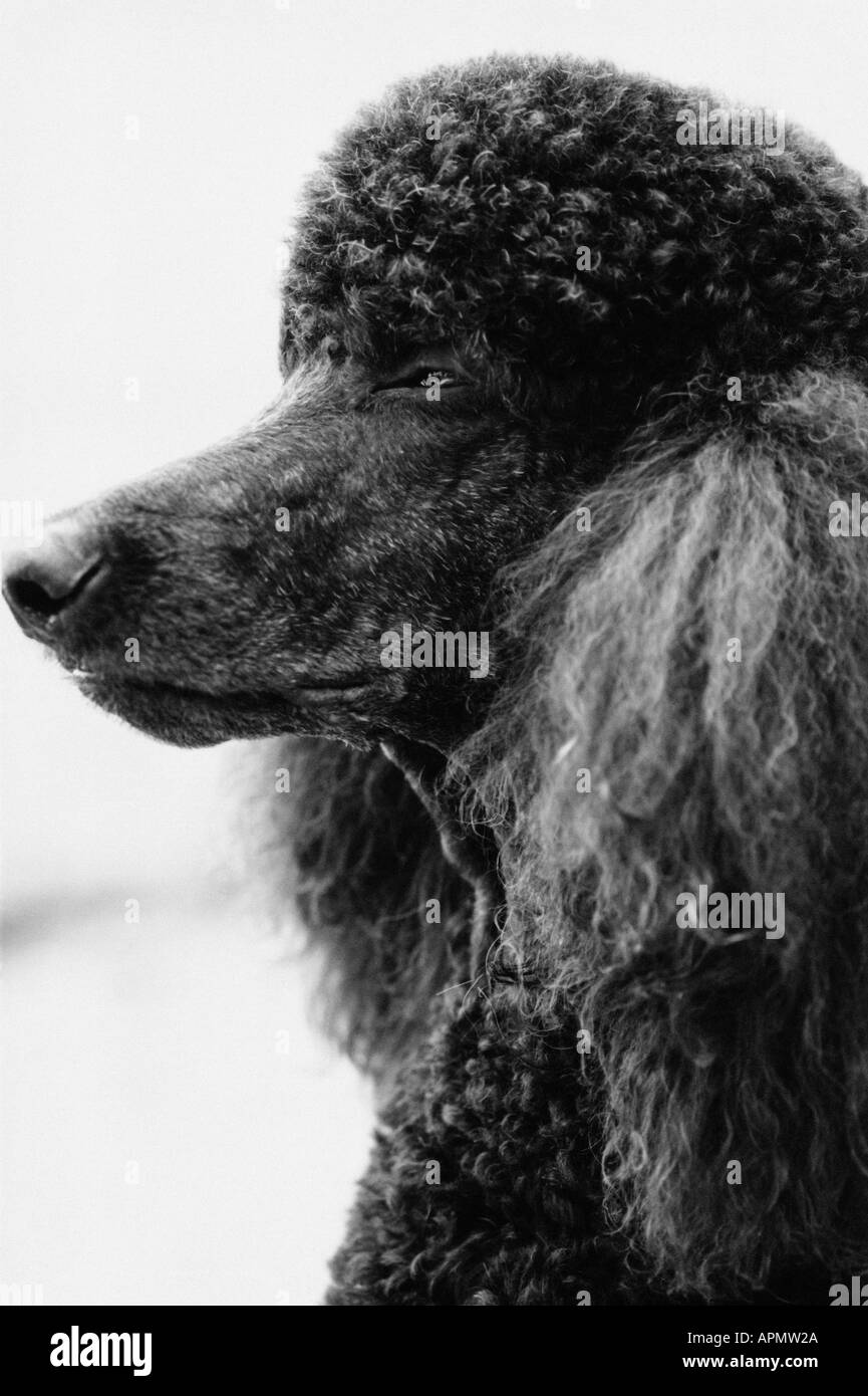 Poodle headshot hi-res stock photography and images - Alamy