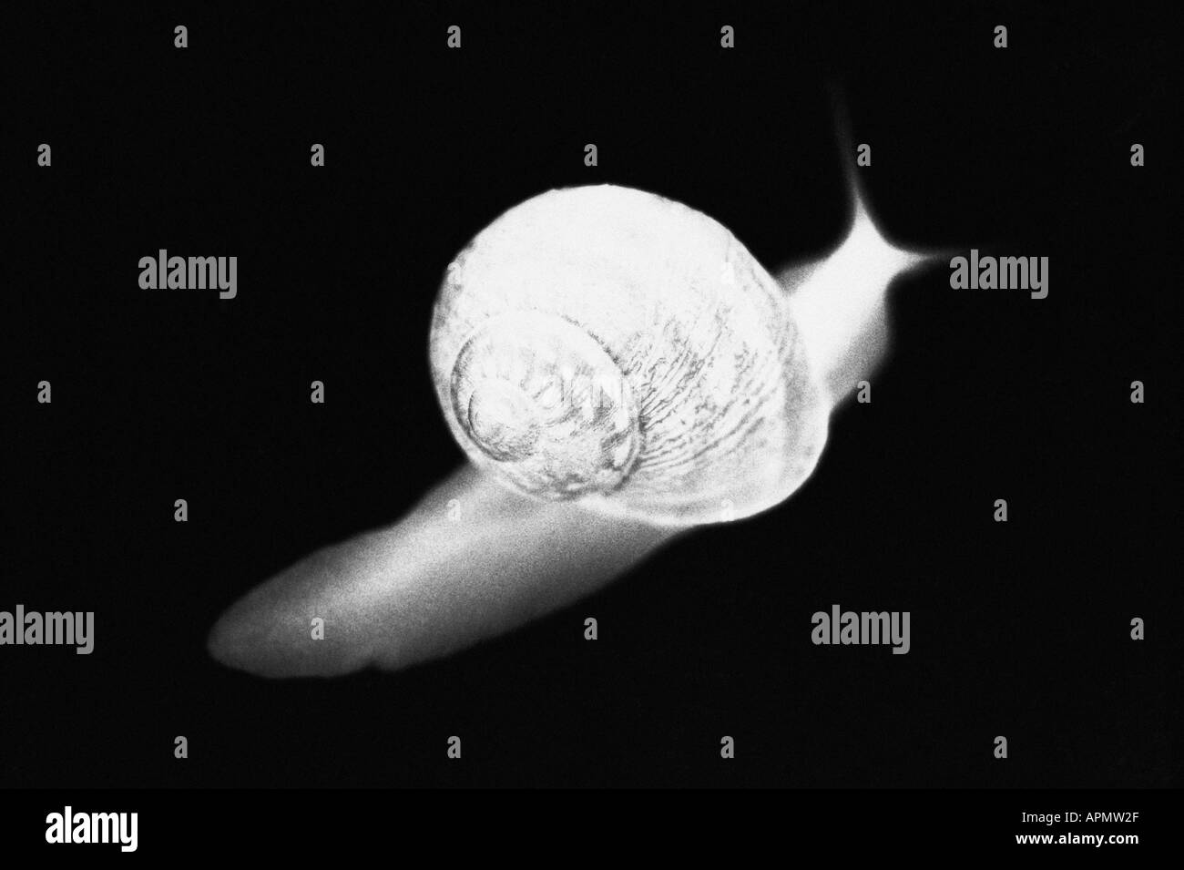 Radiograph of snail Stock Photo - Alamy