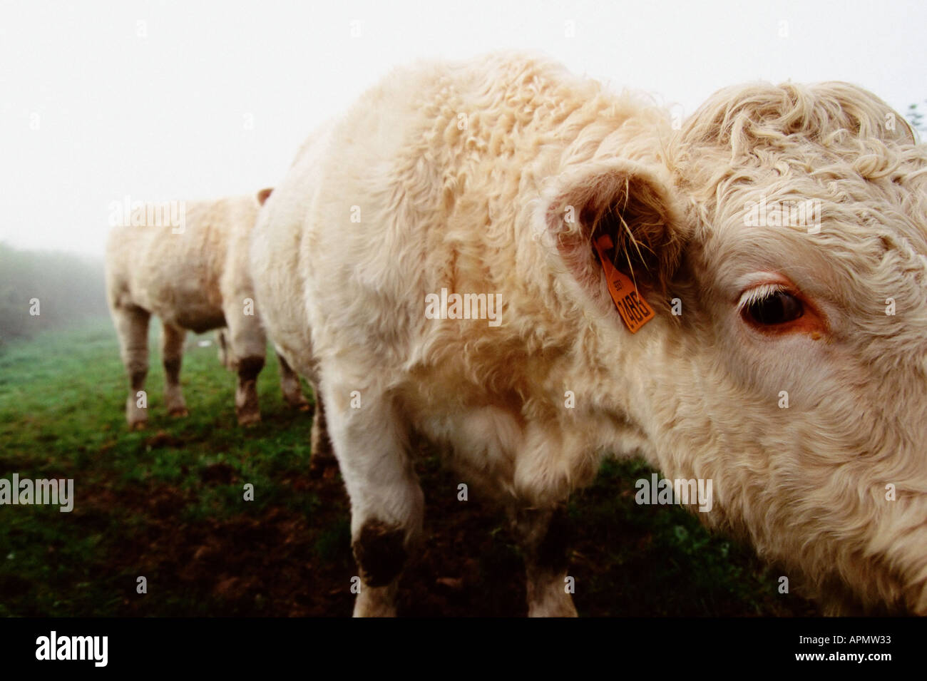 White cows hi-res stock photography and images - Alamy
