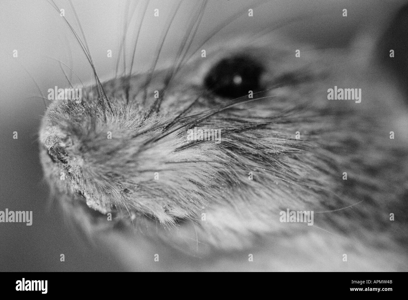 Mouse eye view Black and White Stock Photos & Images - Alamy