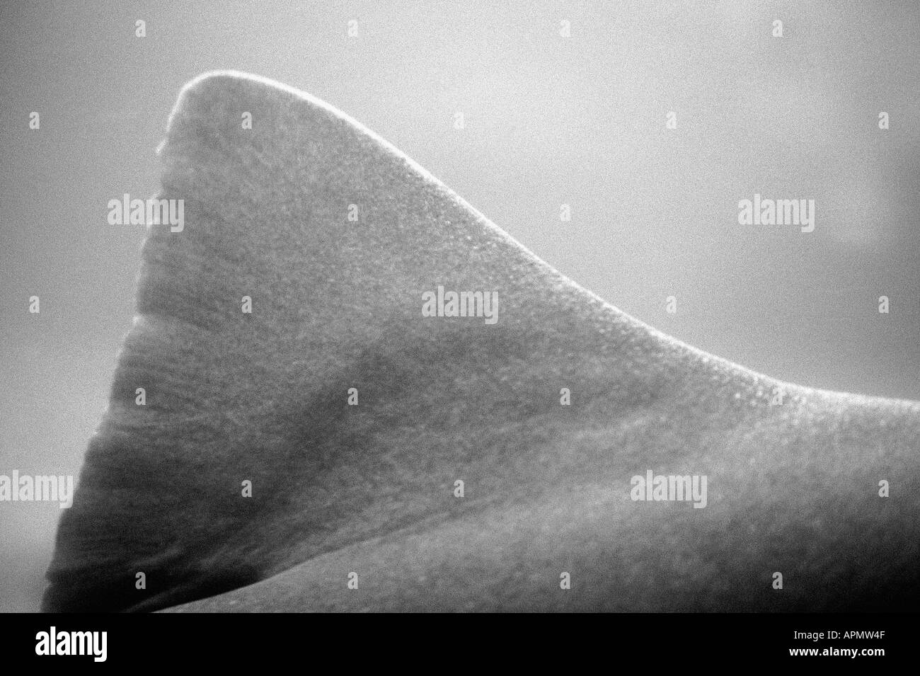 Shark detail Black and White Stock Photos & Images - Alamy