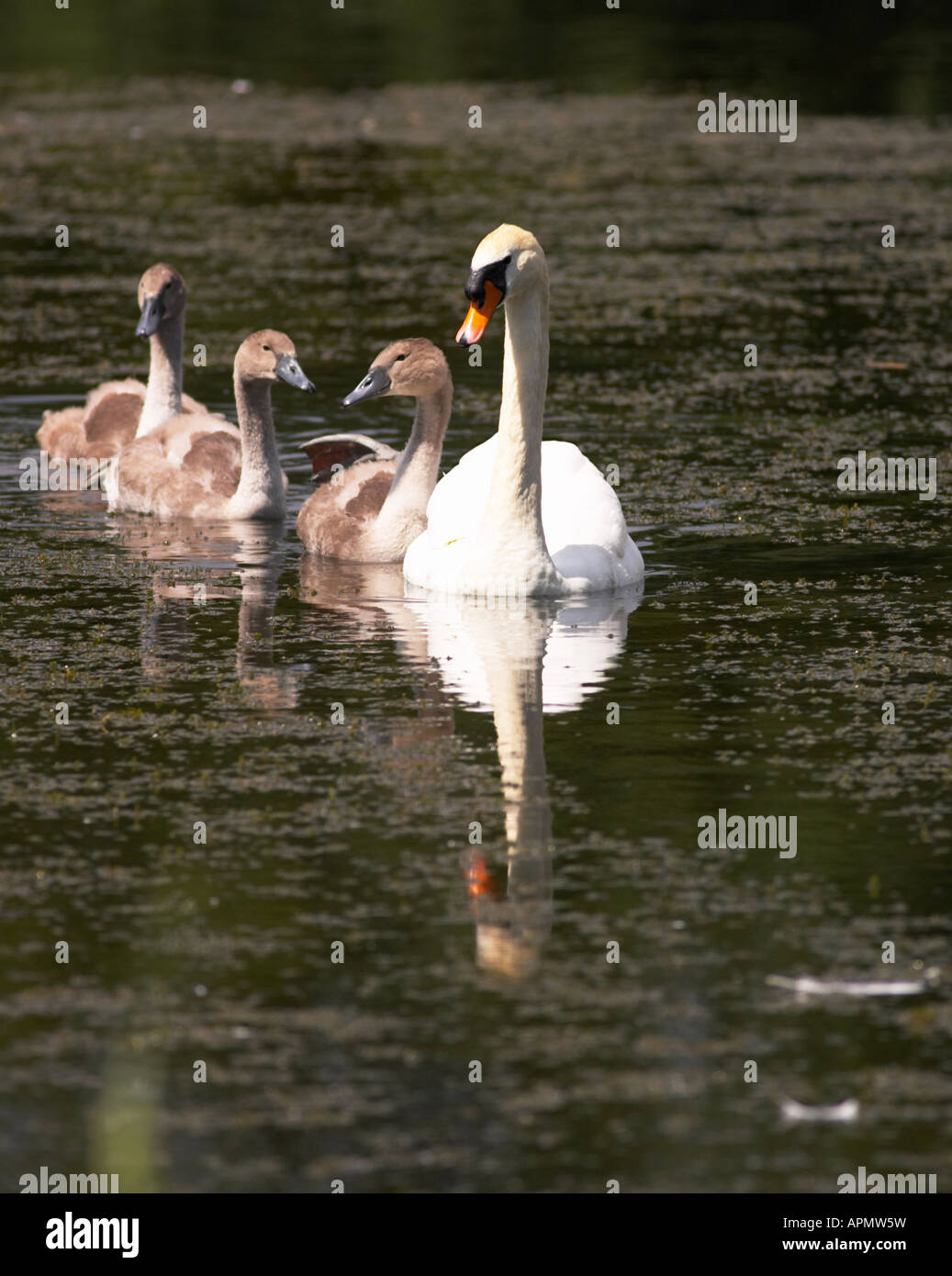 An inquisitive swan hi-res stock photography and images - Alamy