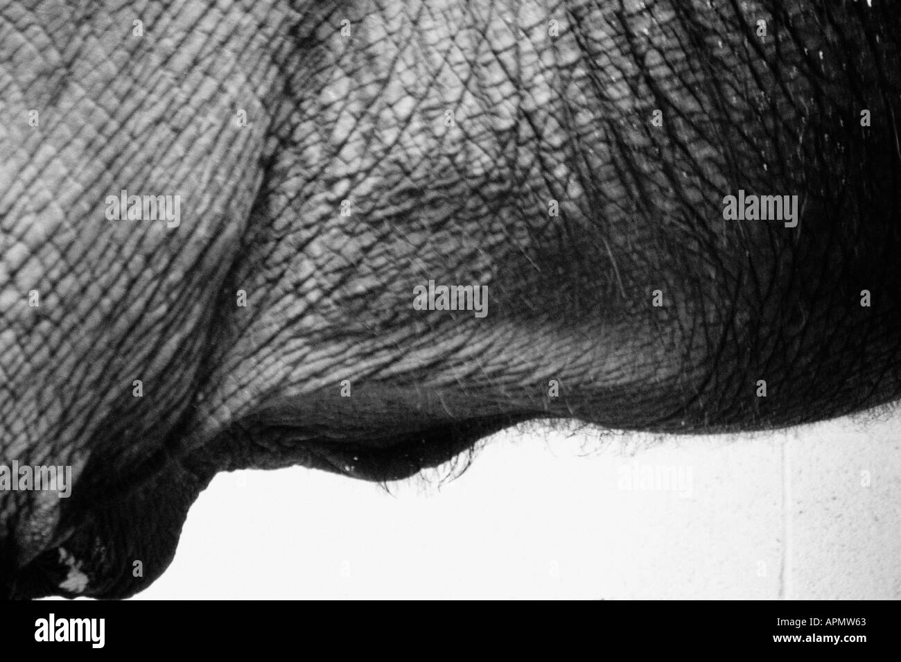 Animal skin wrinkles Black and White Stock Photos & Images - Alamy
