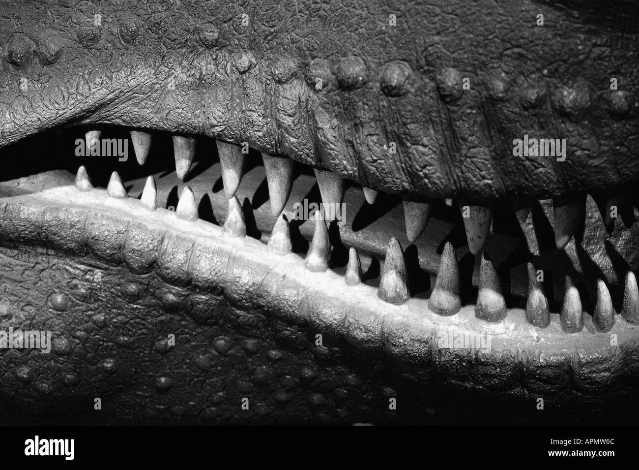 Sharp Teeth Dinosaur High Resolution Stock Photography and Images - Alamy