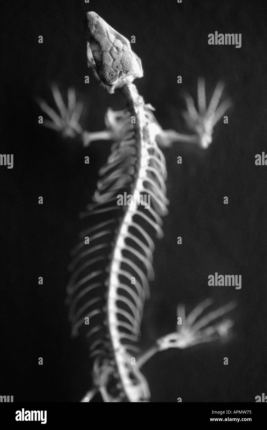 Lizard anatomy hi-res stock photography and images - Alamy