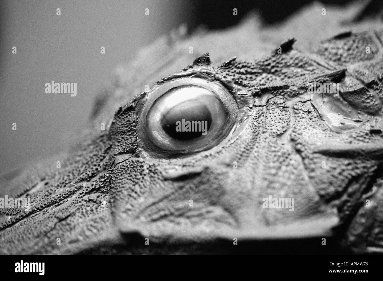 Lizards point hi-res stock photography and images - Alamy