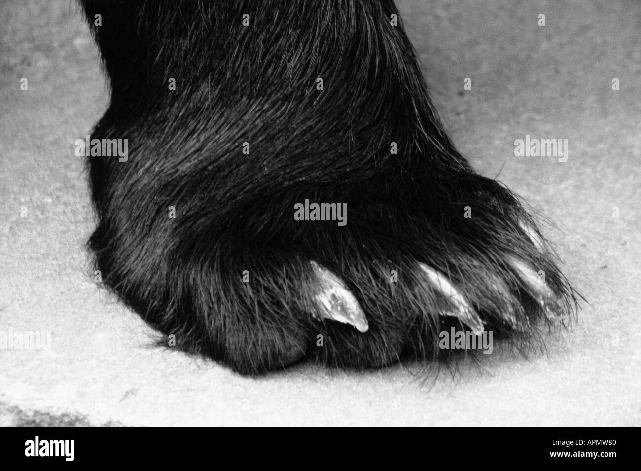 Anatomy of the bear Black and White Stock Photos & Images - Alamy