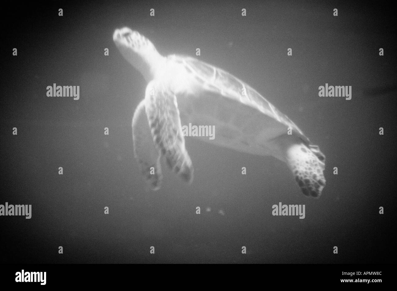 Anatomy of the turtle shell Black and White Stock Photos & Images - Alamy