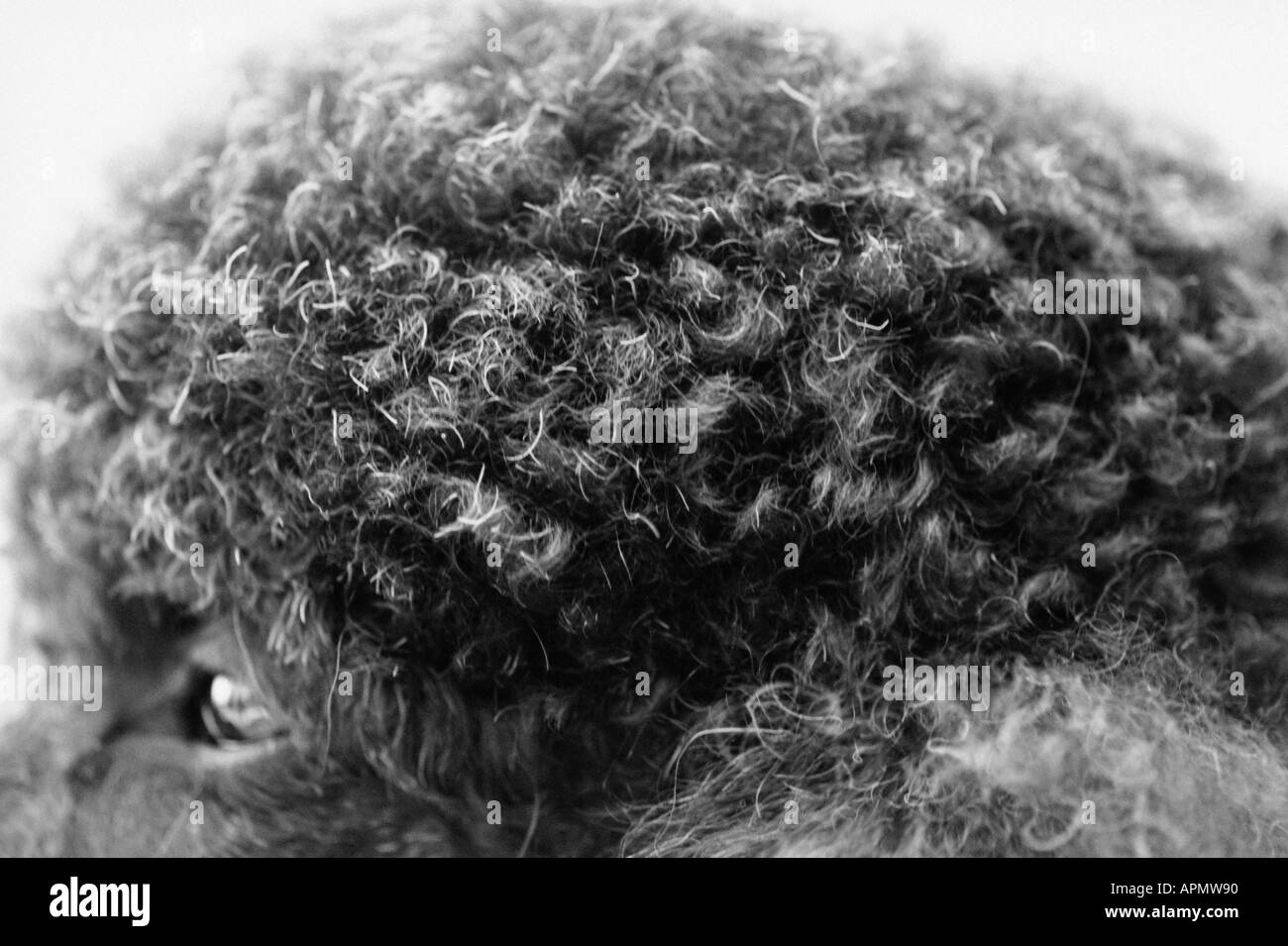 Hair point Black and White Stock Photos & Images - Alamy