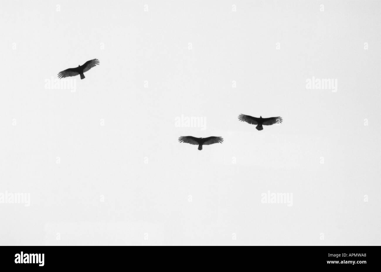 Birds in flight Stock Photo - Alamy