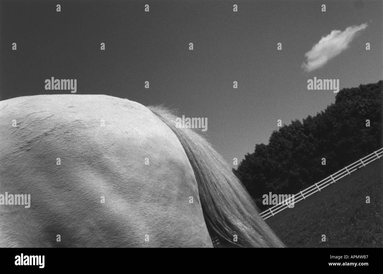 Horse rump and tail in field Stock Photo - Alamy