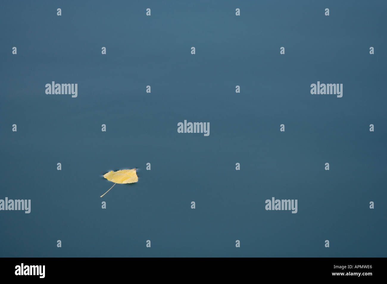 Leaf floats hi-res stock photography and images - Alamy