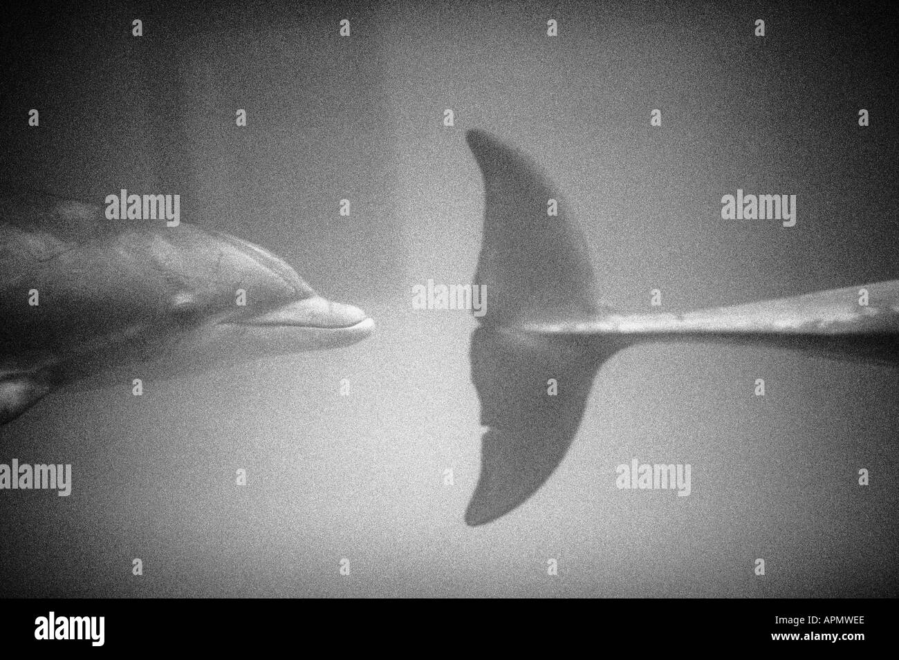 Dolphin head anatomy hi-res stock photography and images - Alamy