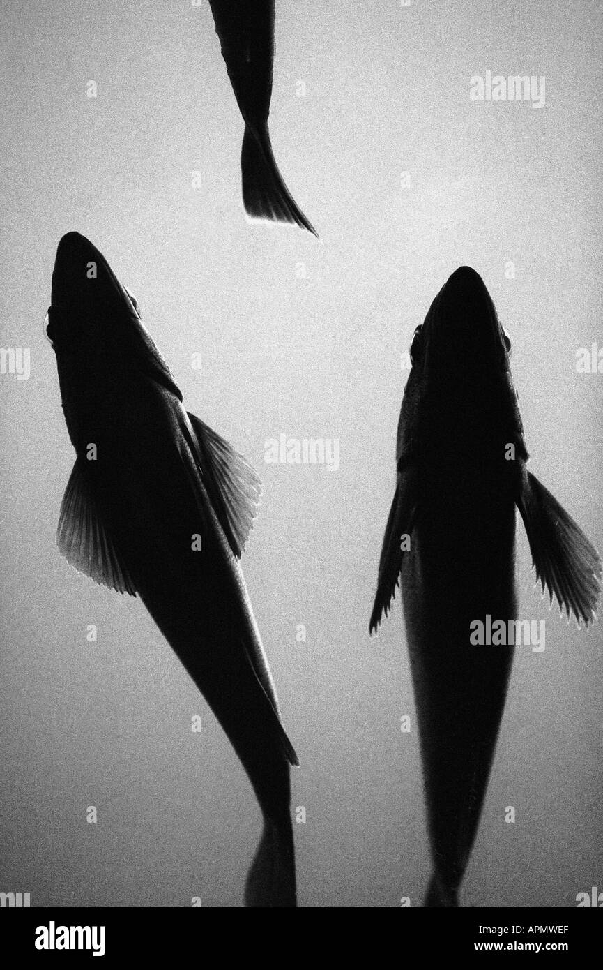 Three dark fish Stock Photo - Alamy