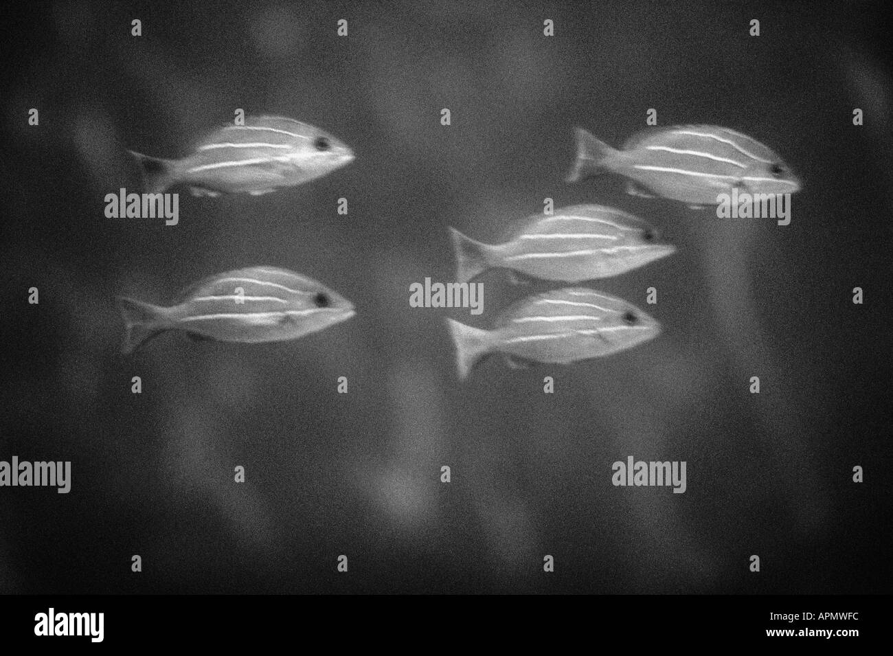 School of fish Stock Photo - Alamy