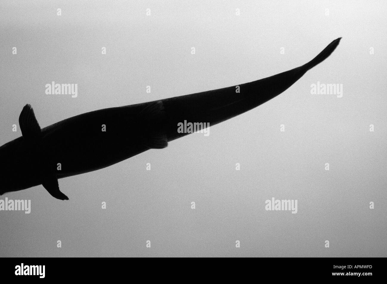 Large fish from below Stock Photo - Alamy